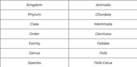 The Cat scientific Name is Felis Catus: Discover True Detail